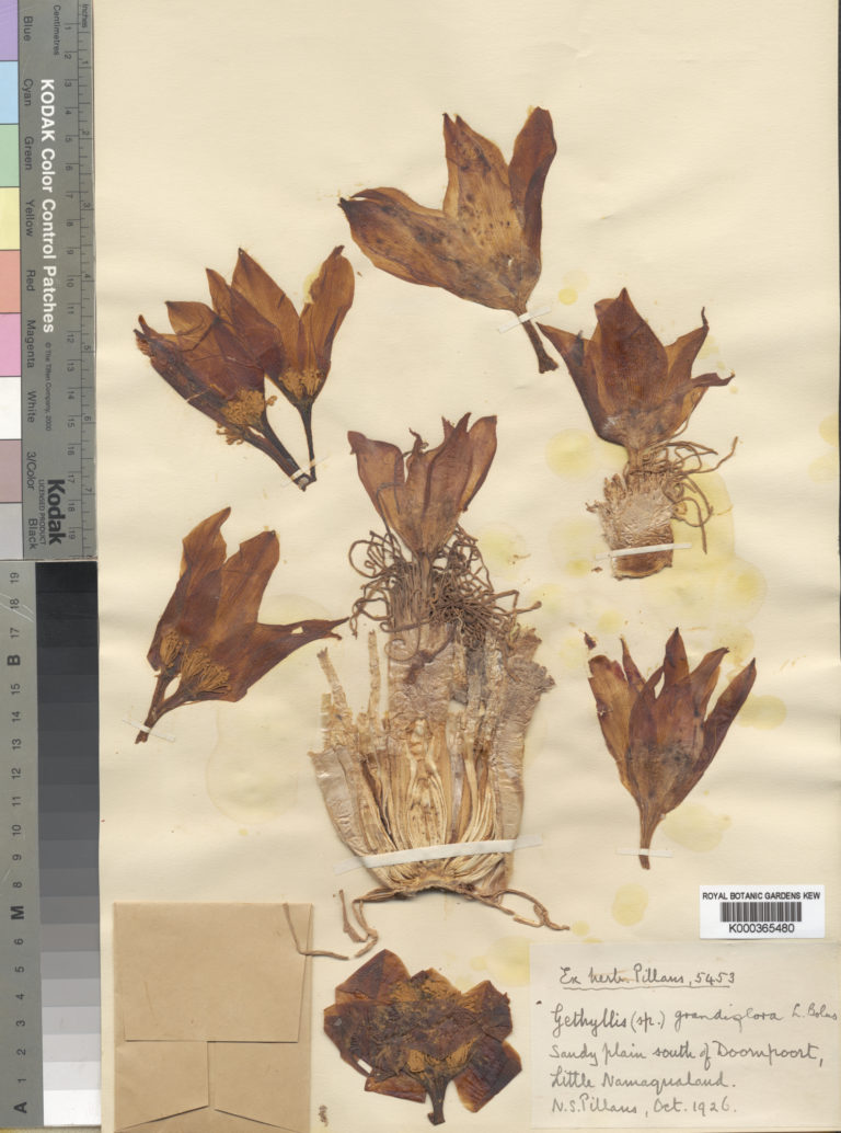 Gethyllis grandiflora – THE SUCCULENTIST