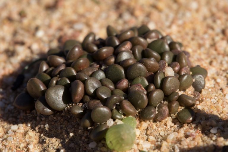 Story of the Surface Sand – THE SUCCULENTIST