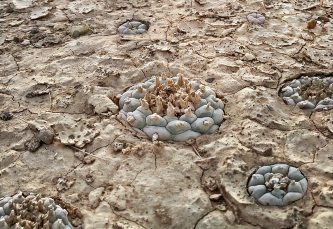 Story of the Surface Sand – THE SUCCULENTIST