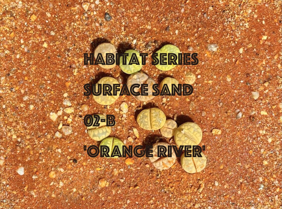 Story of the Surface Sand – THE SUCCULENTIST