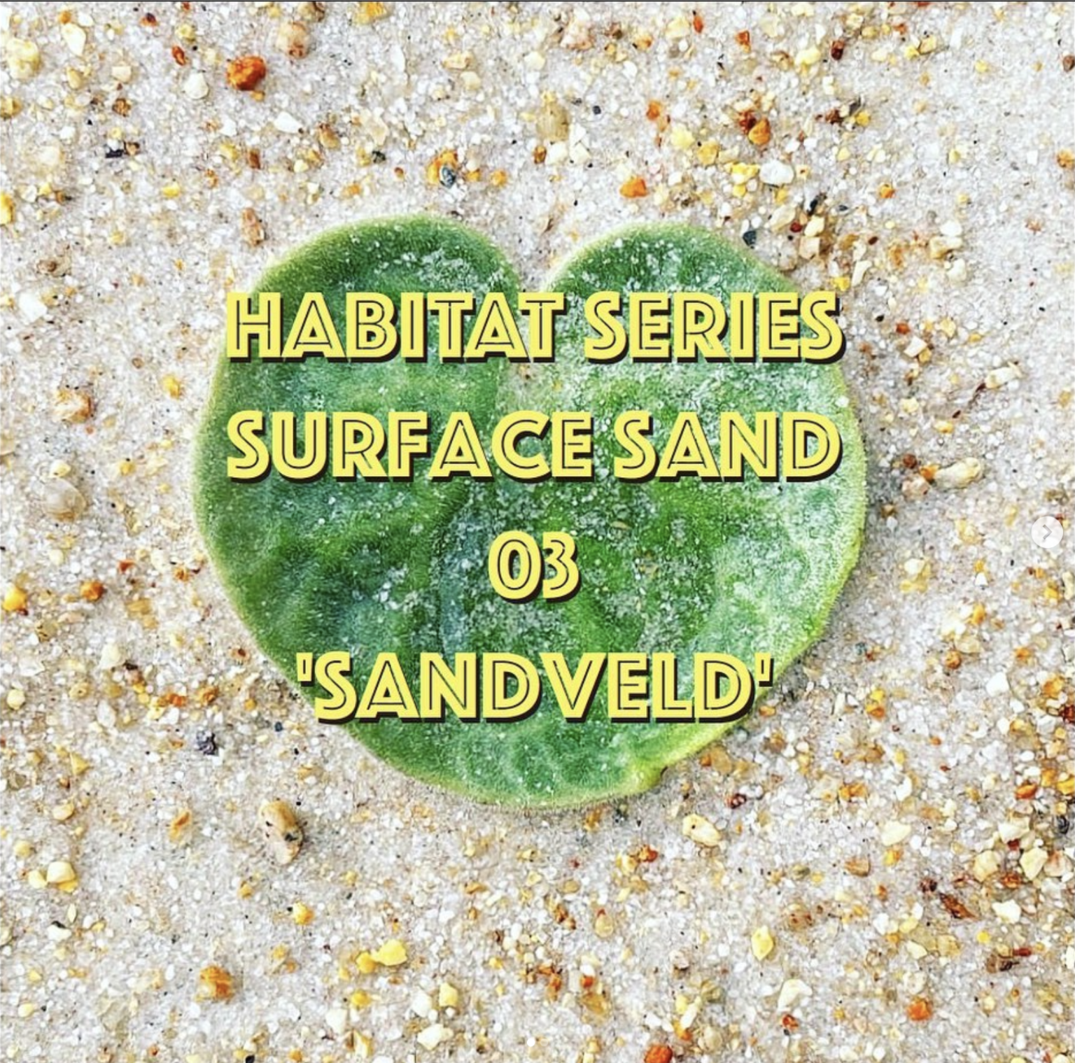 Surface Sand 03 ‘SANDVELD’ – THE SUCCULENTIST